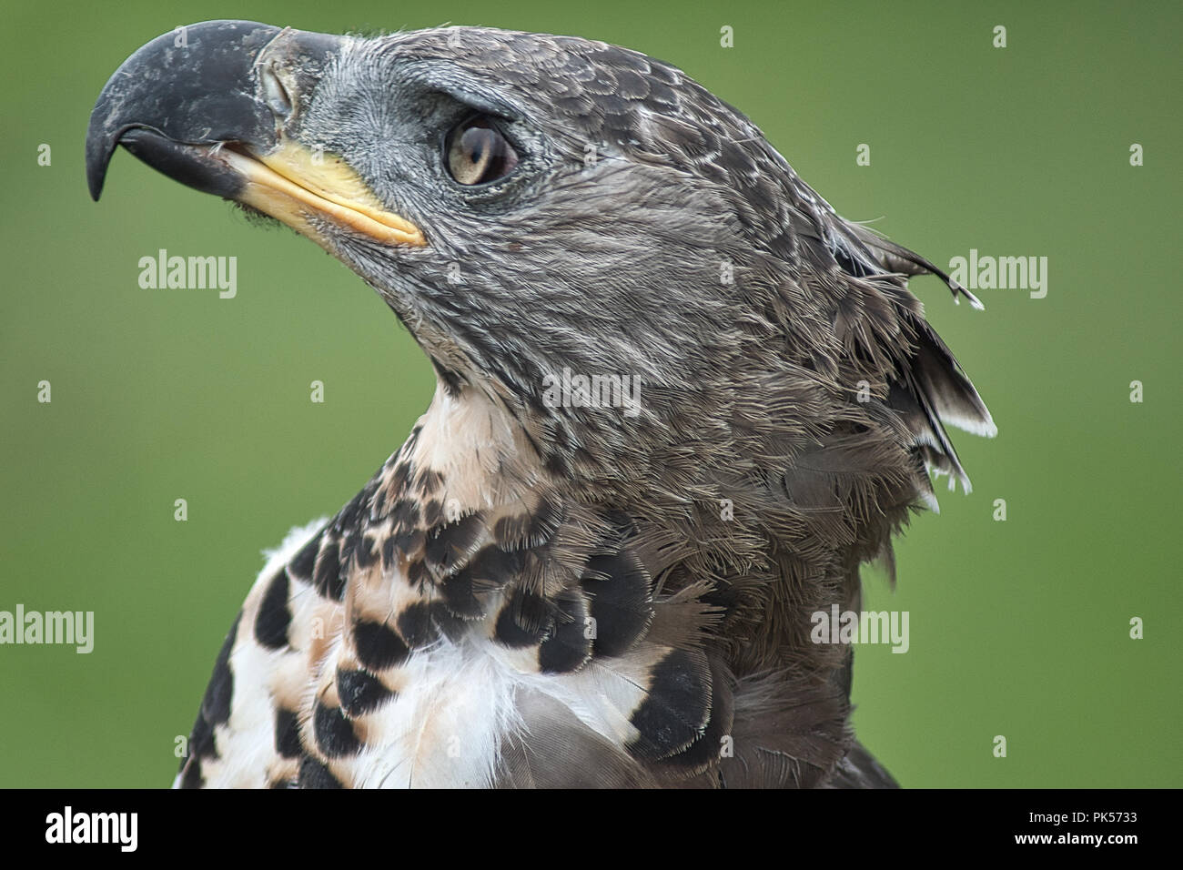 A close up shot of a Crowned Hawk Eagle Stock Photo - Alamy