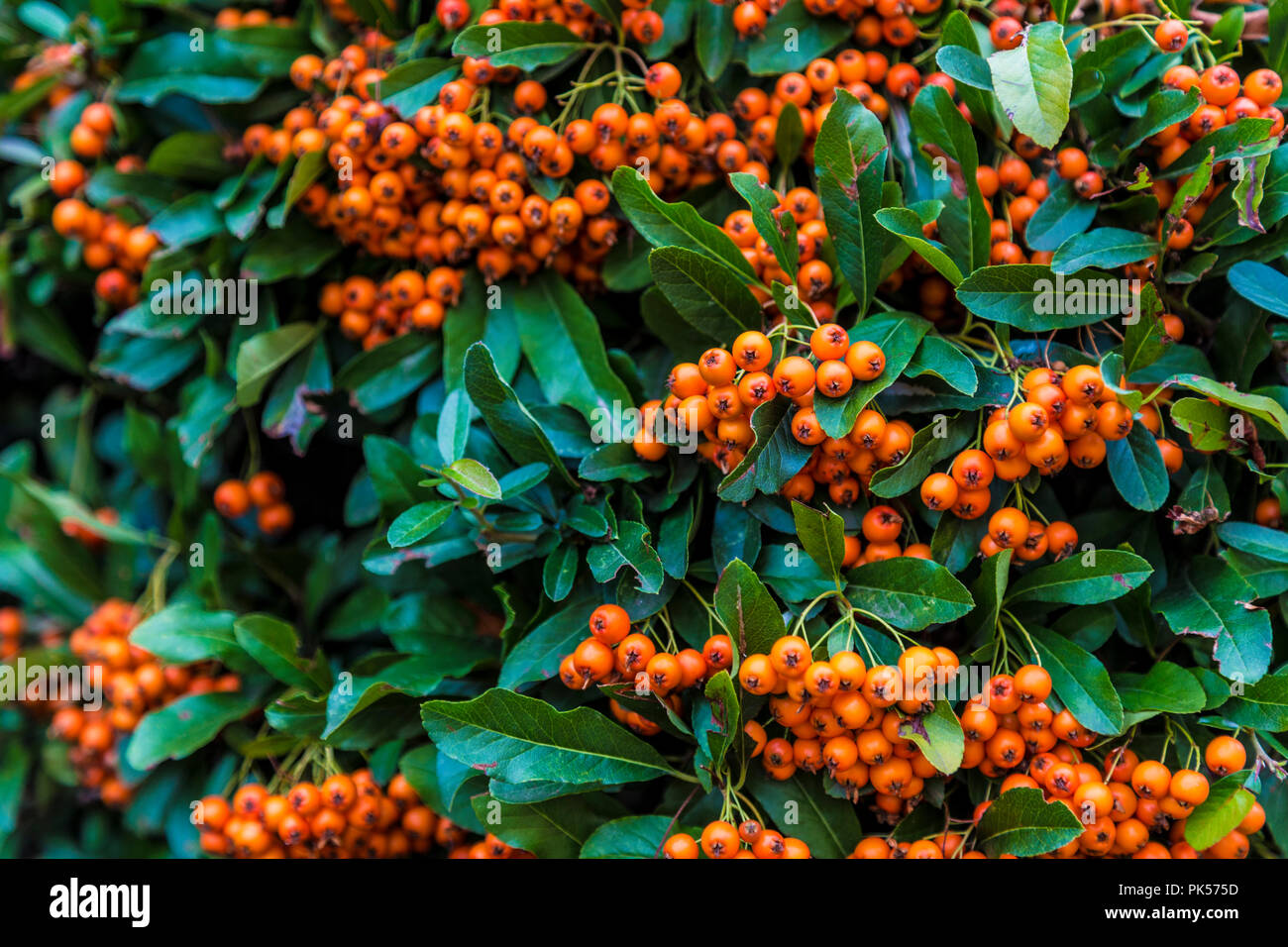 Mountain ash hi-res stock photography and images - Alamy