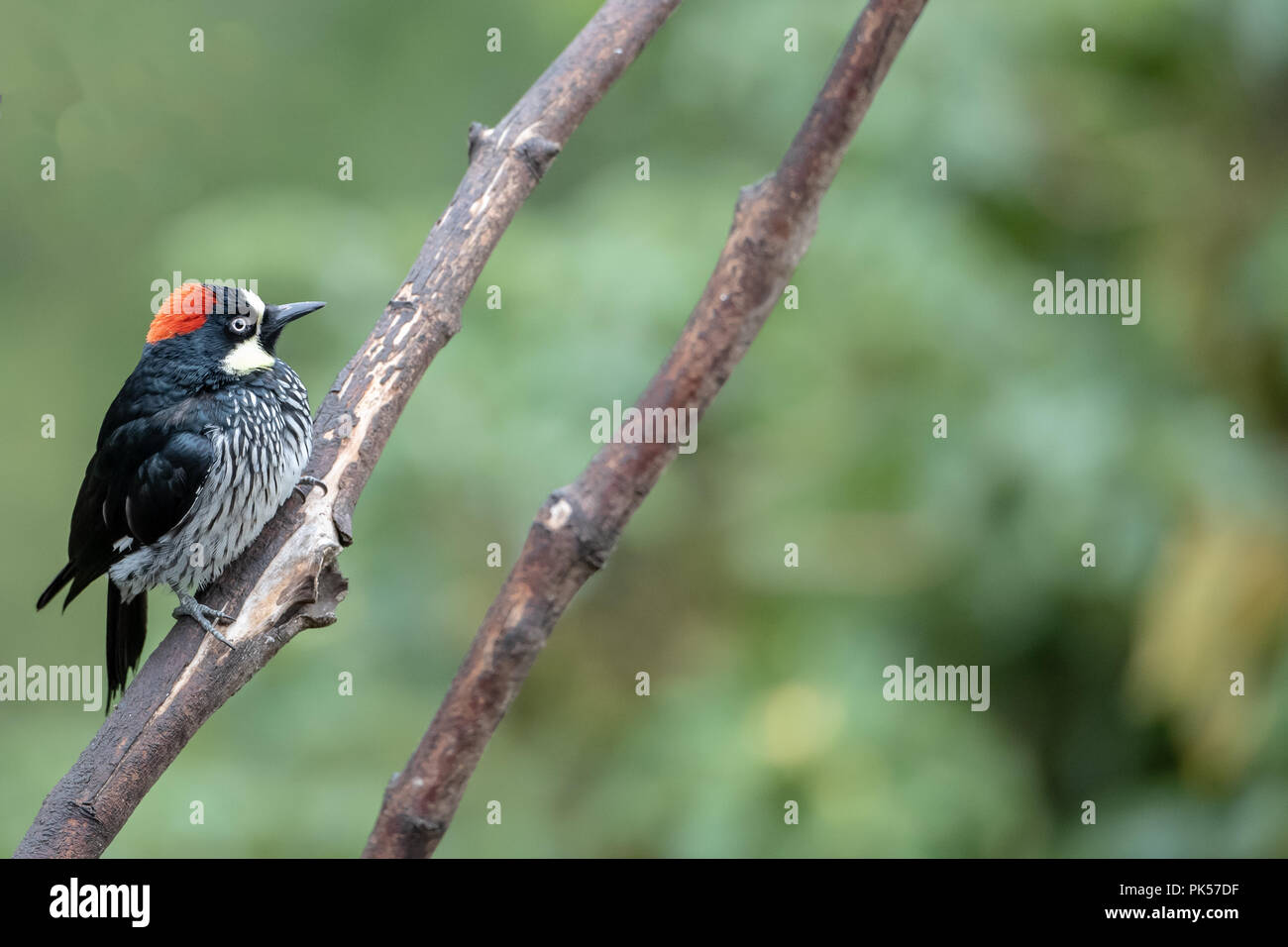 Female Acorn Woddpecker (Melanerpes formicivorus) in Costa Rica Stock ...