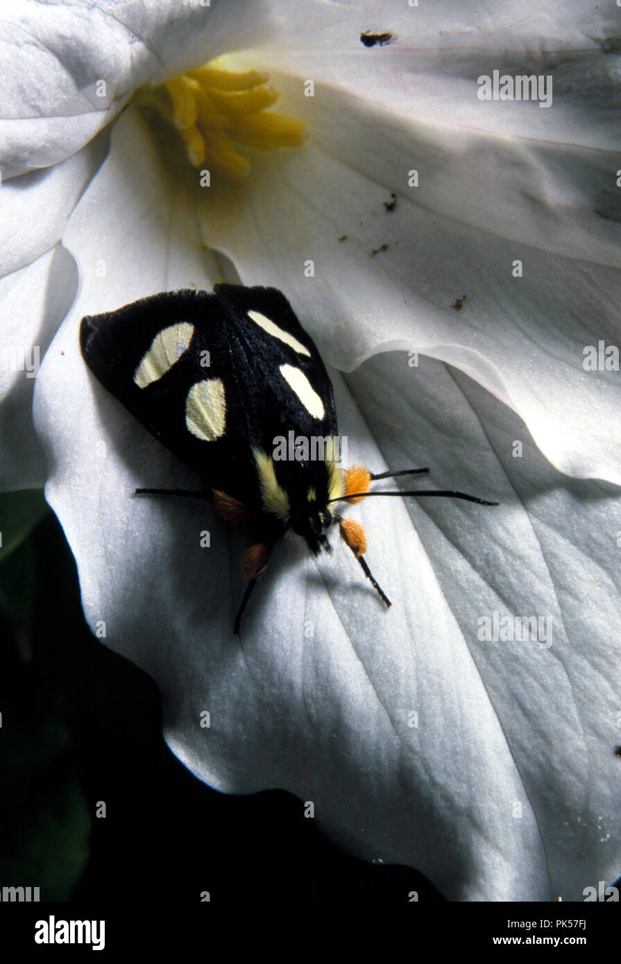 insect1 061702 -- "eight spotted forester moth" (Alypia octomaculata ...