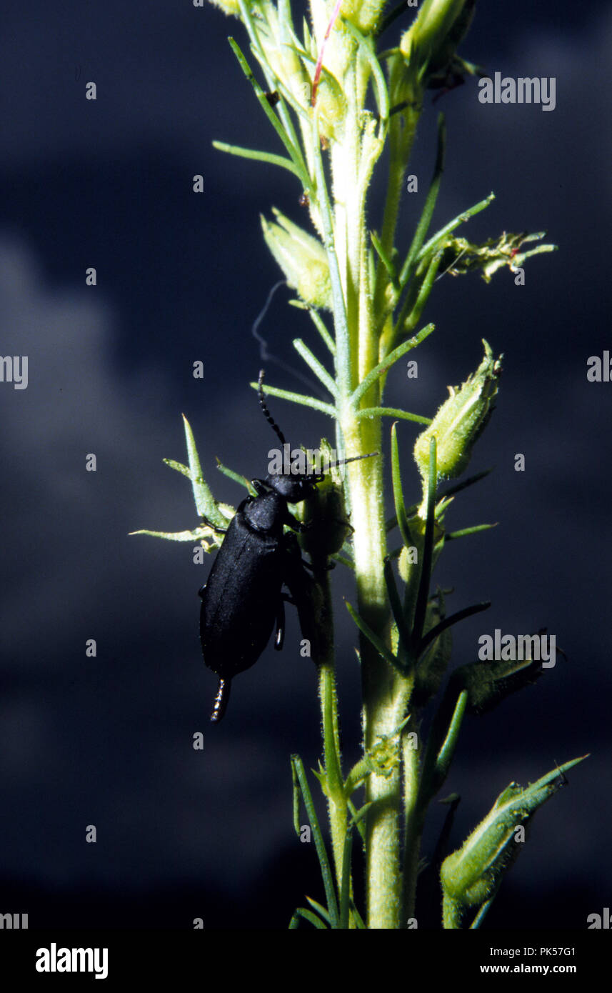 insect6 061702 -- "black blister beetle" ( Epicauta pennsylvanica ...