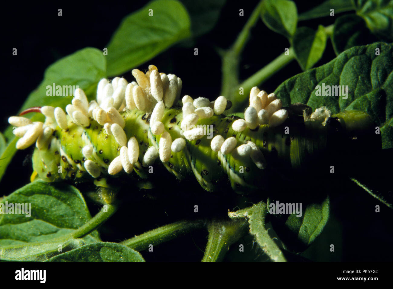 insect7 061702 -- "tobacco hornworm" (Manduca Sexta). It's the ...