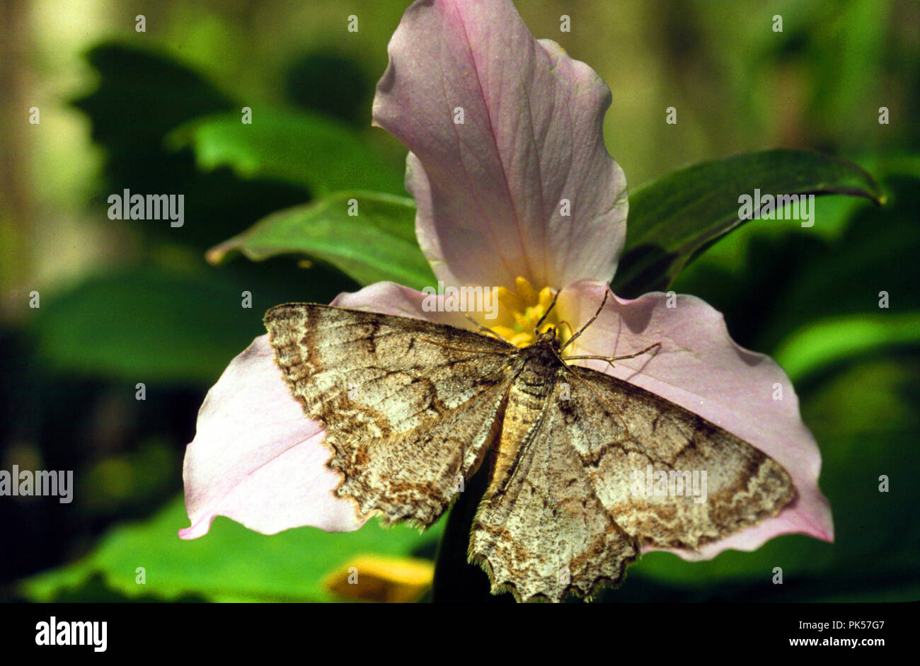 insect10 061702 -- "tulip tree moth" (Epimecis hortaria). Family ...