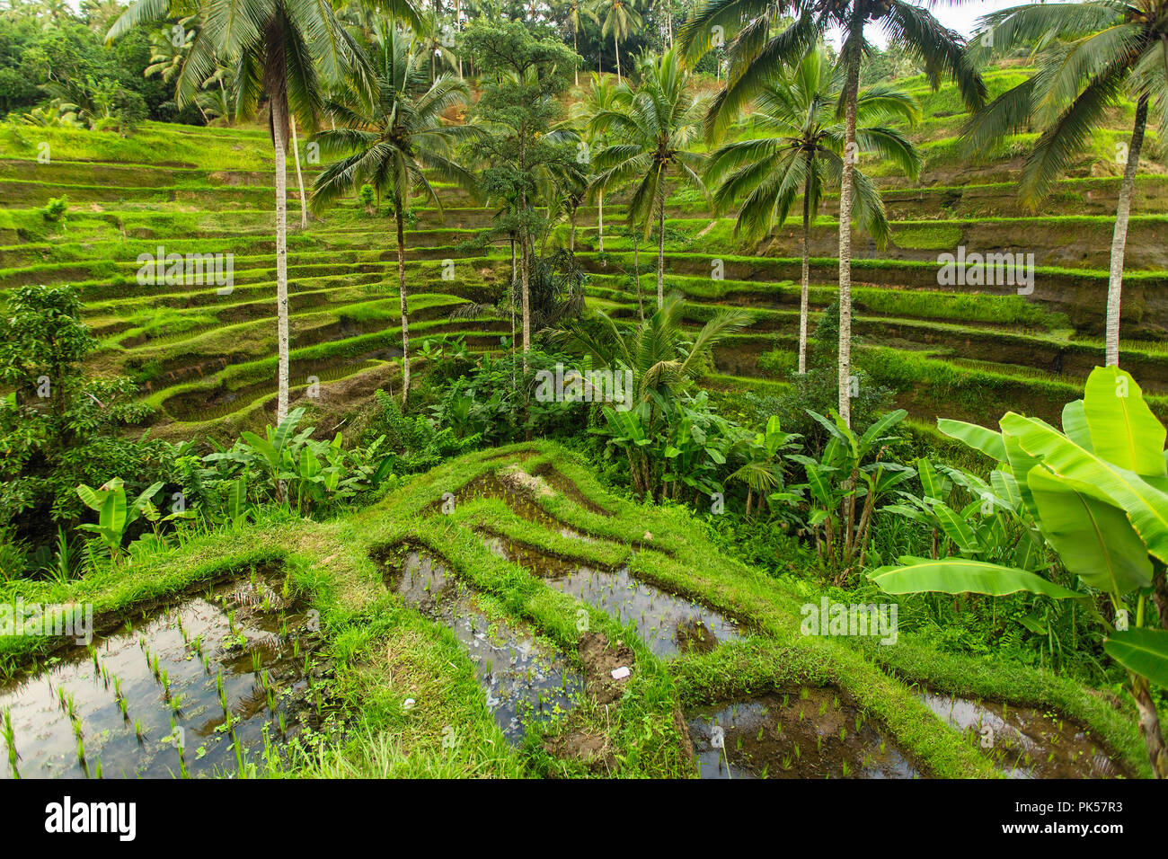 Green rice terraces in Bali island, Indonesia Stock Photo - Alamy