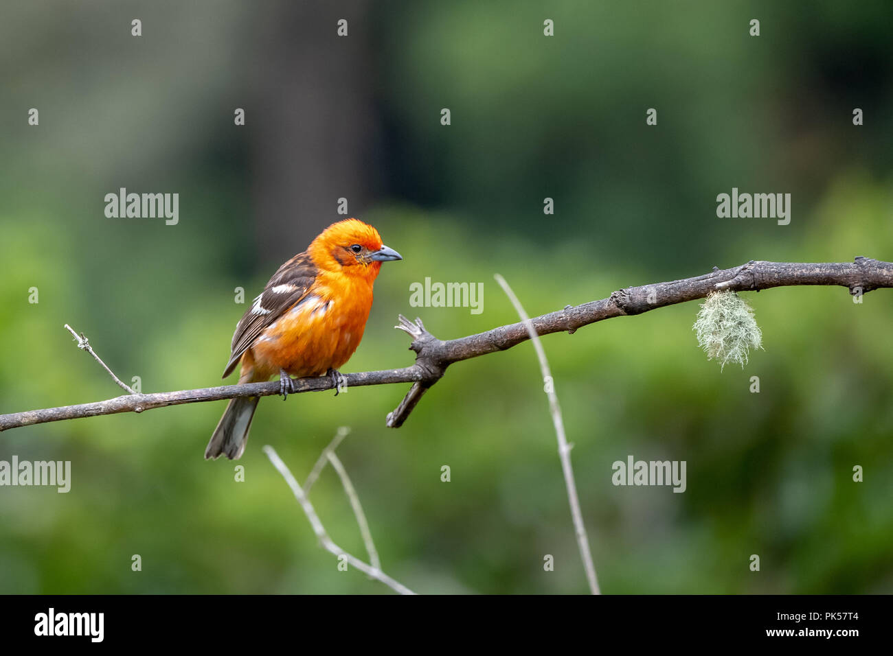Flame-colored Tanager (Piranga bidentata) in Costa Rica Stock Photo - Alamy