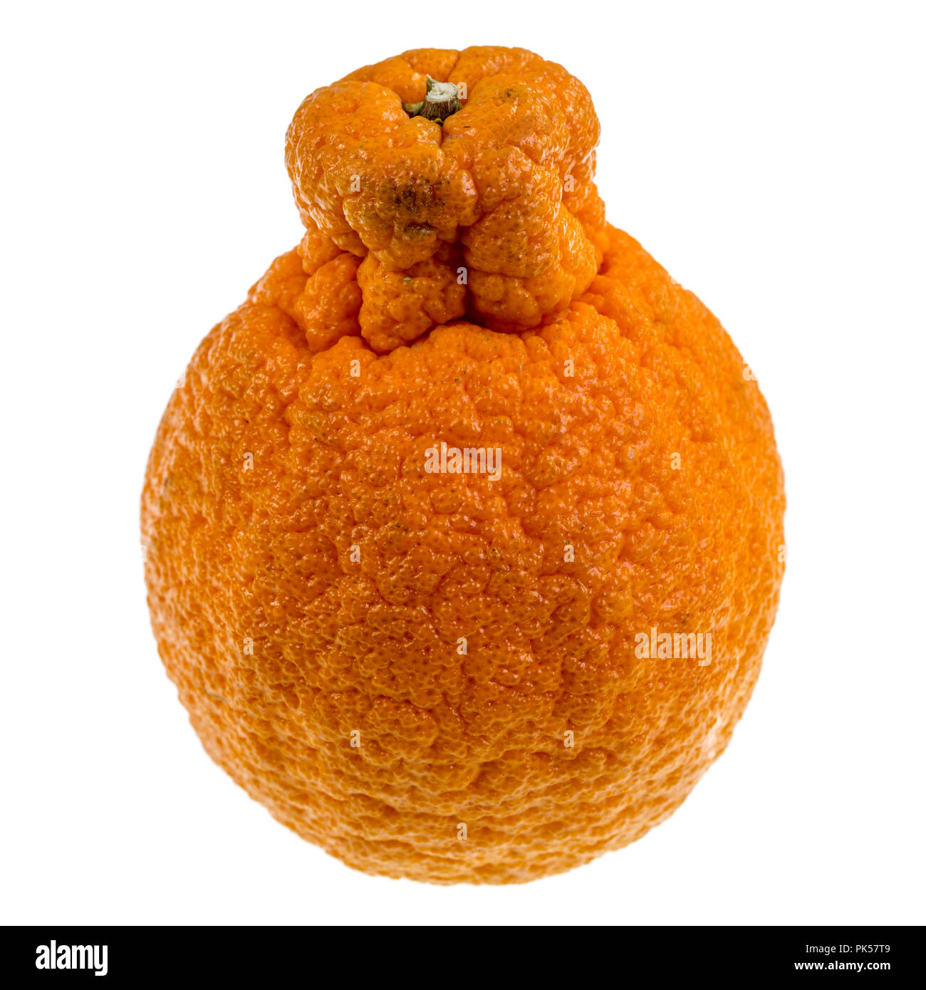 Sumo Citrus, also called dekopon, is a seedless and sweet mandarin ...