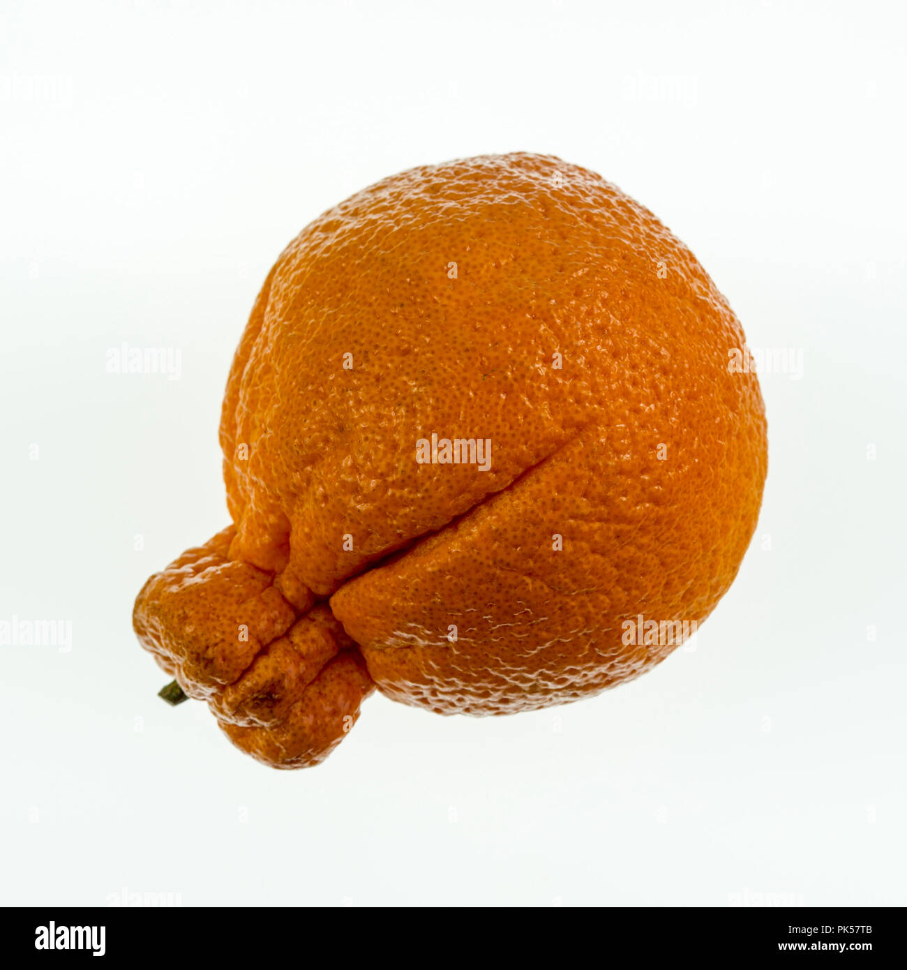 Sumo Citrus, also called dekopon, is a seedless and sweet mandarin ...