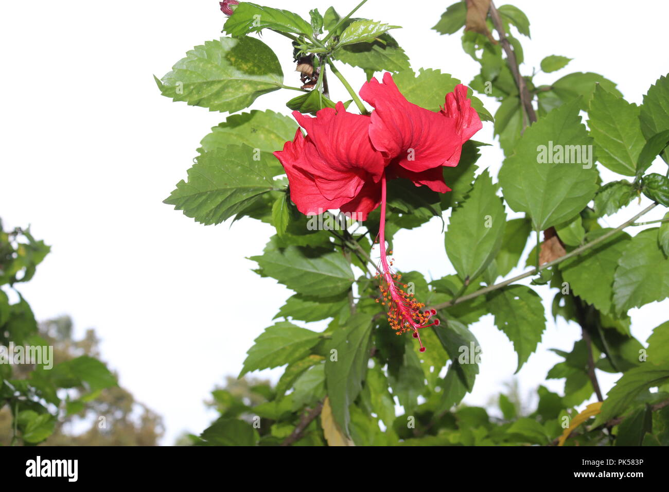 JOBA colour (mich8888)