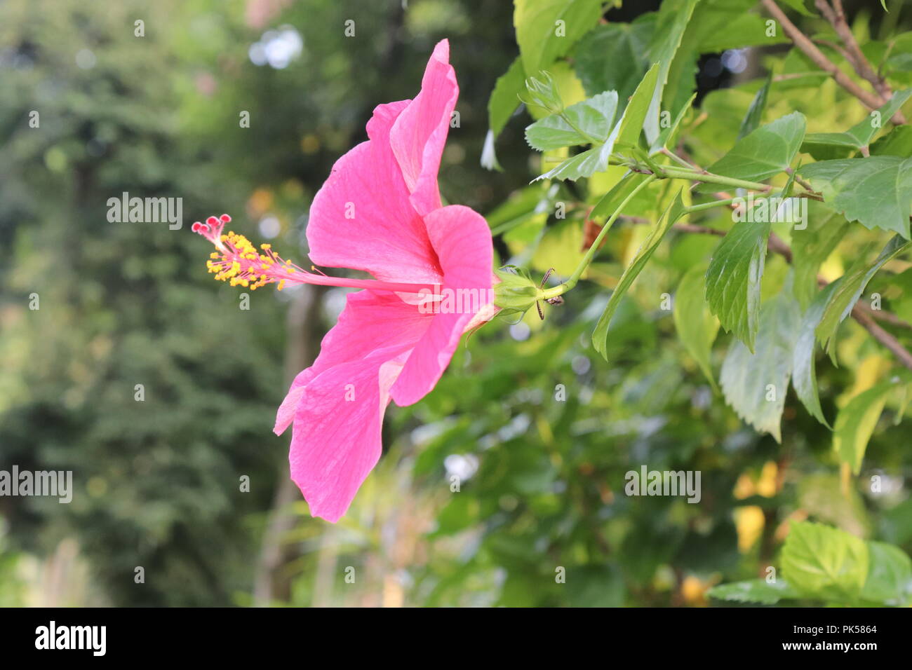 China Rose Flowers.Flowers Poopy. Pink and Red Flowers Isolated on ...