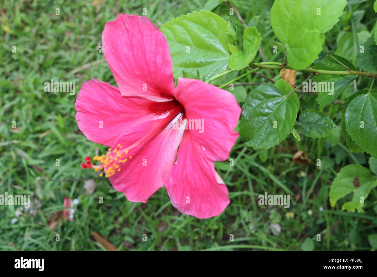 China Rose Flowers.Flowers Poopy. Pink and Red Flowers Isolated on ...