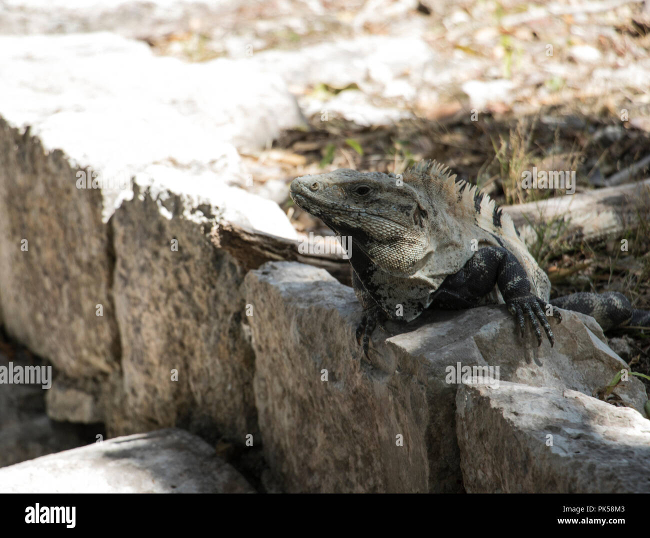 Reptile resting outside. Lizard on a stone brick wall Stock Photo - Alamy