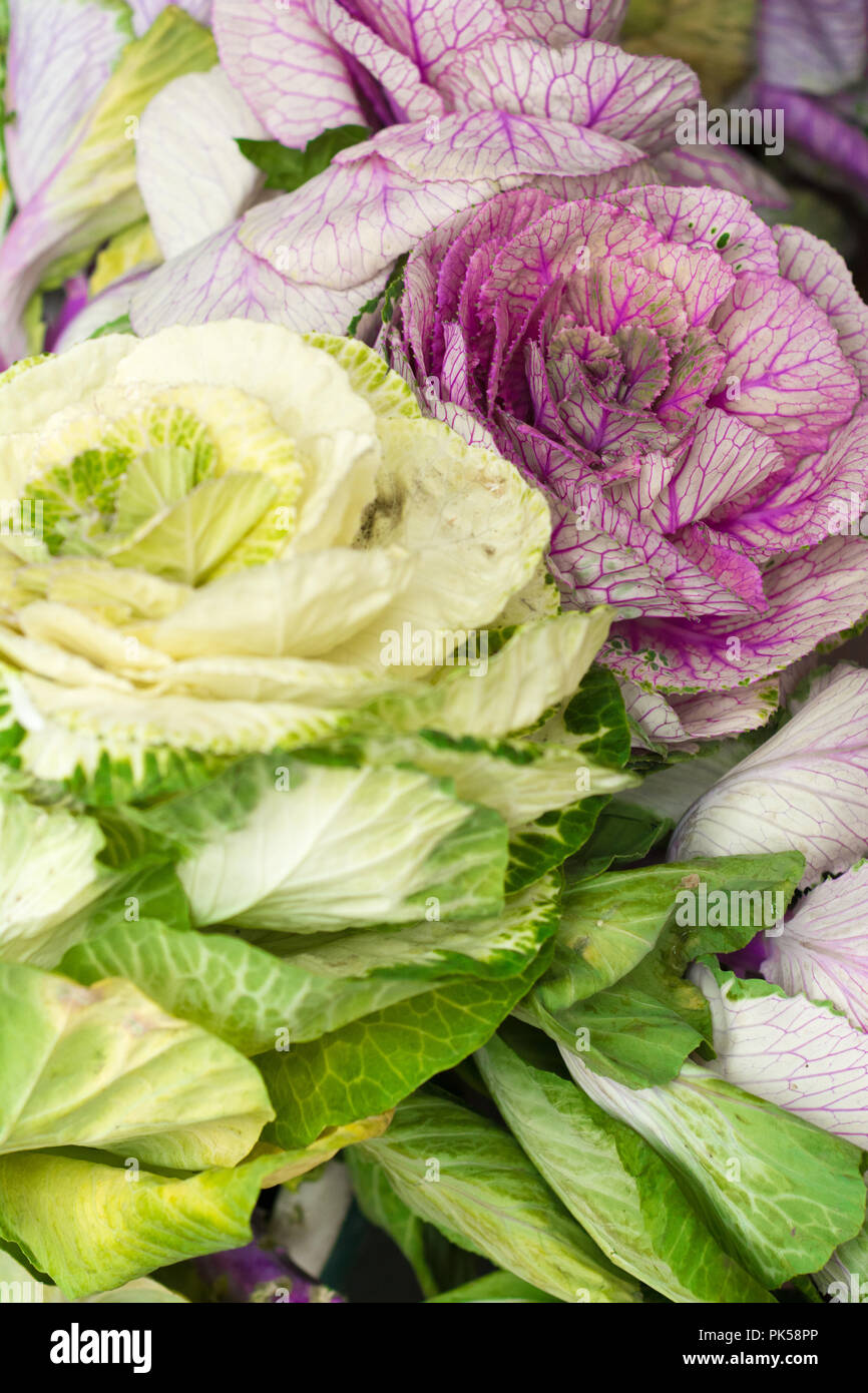 Cabbage flower hi-res stock photography and images - Alamy