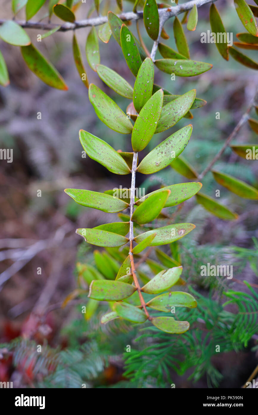 View of a kauri tree in a forest in the North Island, New Zealand Stock ...