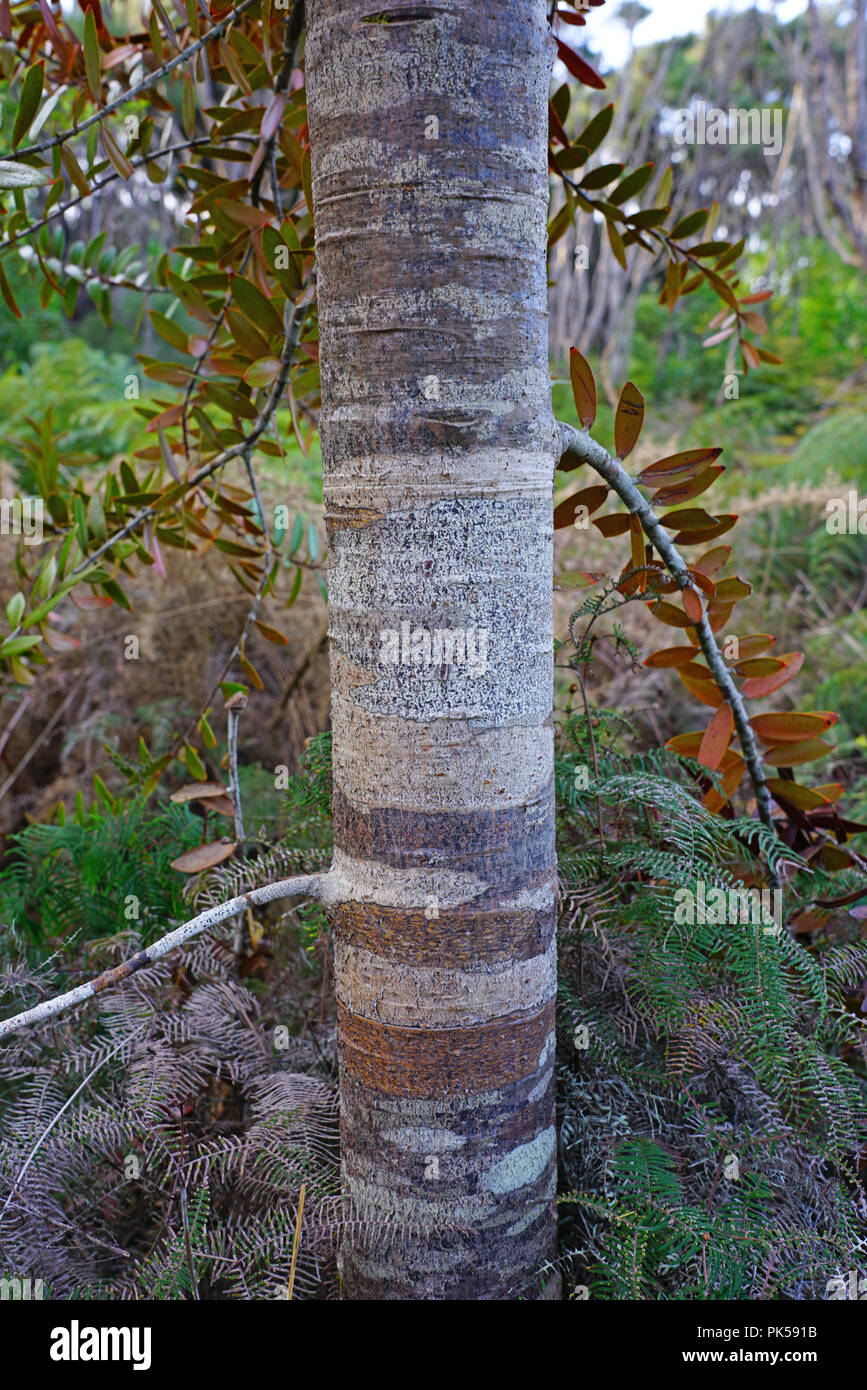 Kauri gum hi-res stock photography and images - Alamy