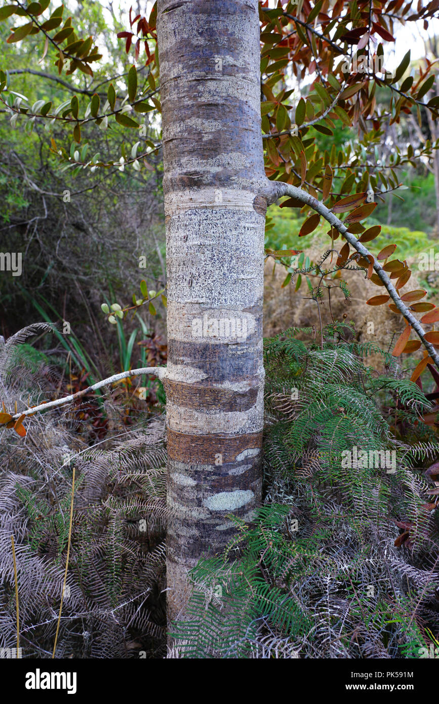 View of a kauri tree in a forest in the North Island, New Zealand Stock ...