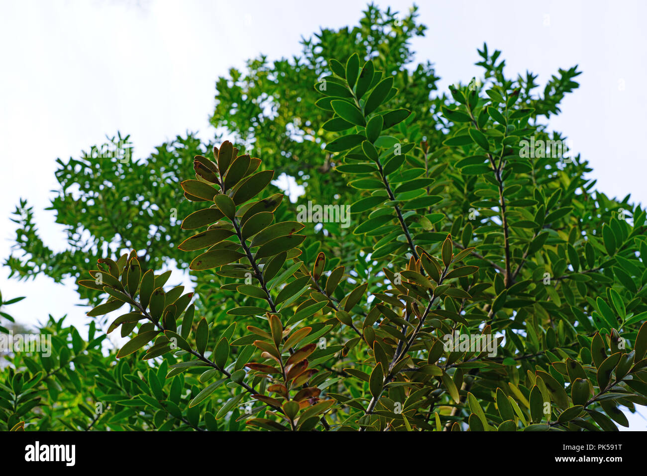 Kauri gum hi-res stock photography and images - Alamy