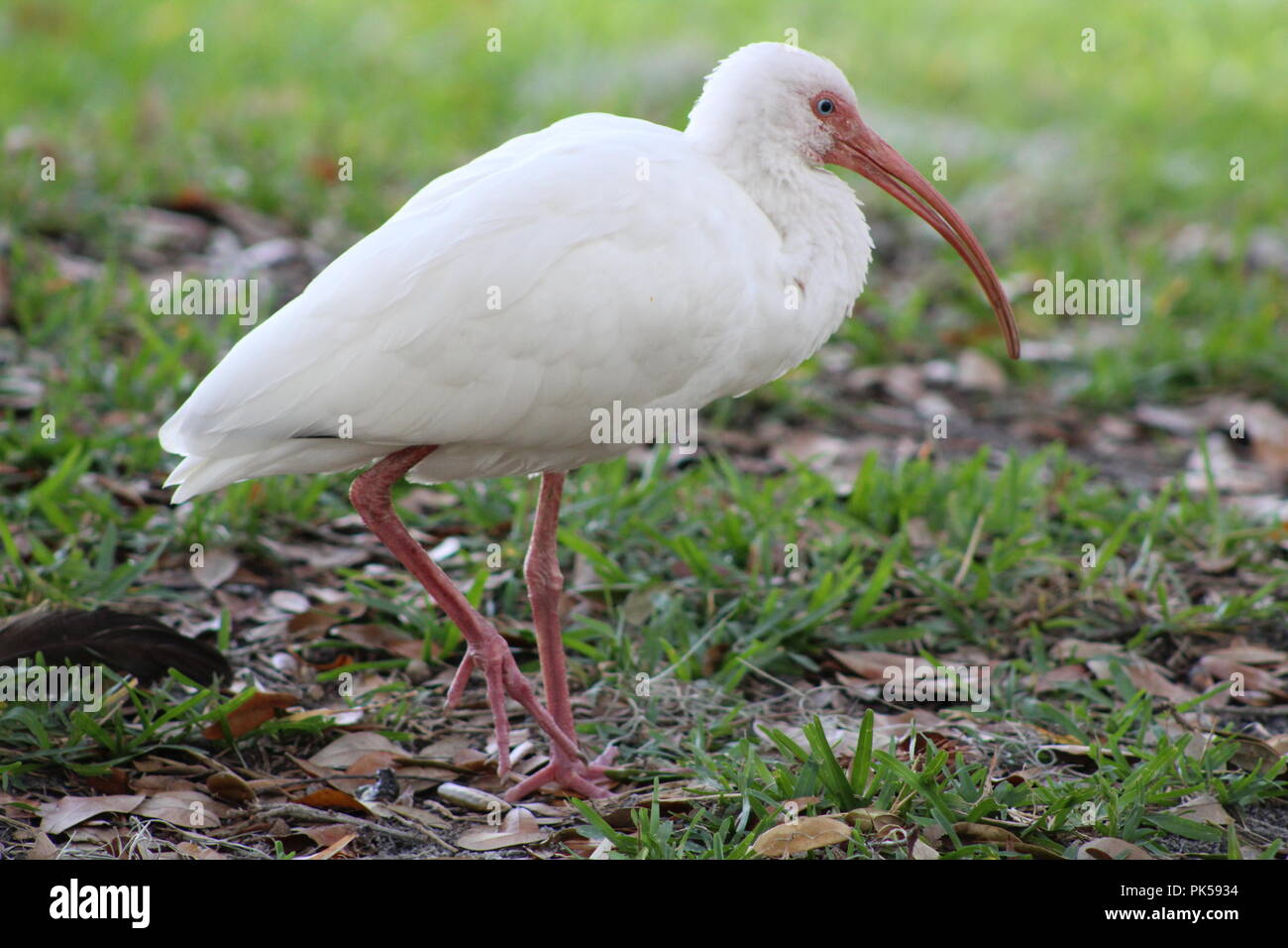 American white ibis on tree branch hi-res stock photography and images ...