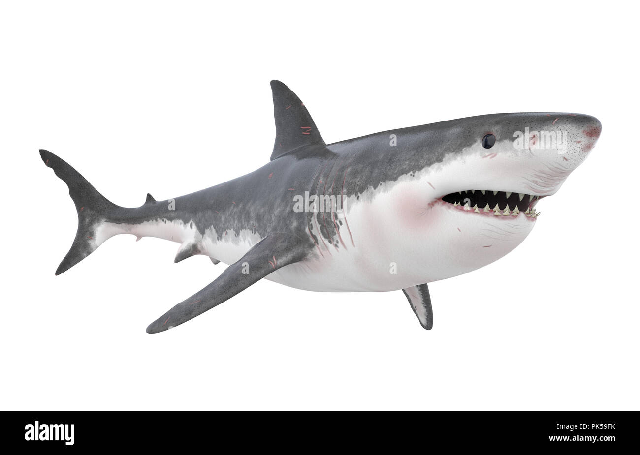 Great white shark side view hi-res stock photography and images - Alamy