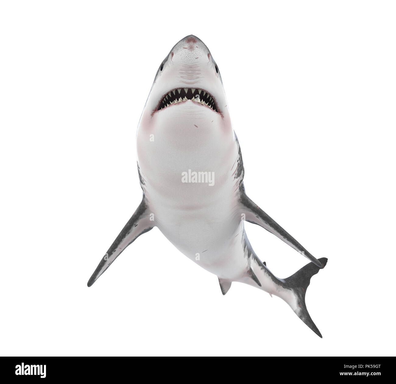 Great white shark side view hi-res stock photography and images - Alamy