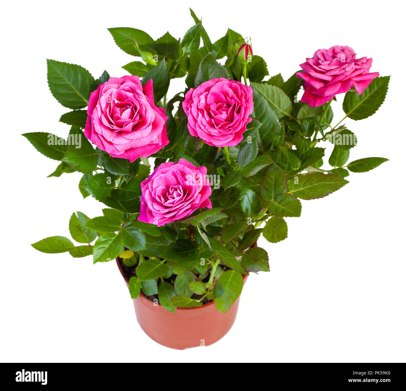 Surprising Pink Rose Plant Images