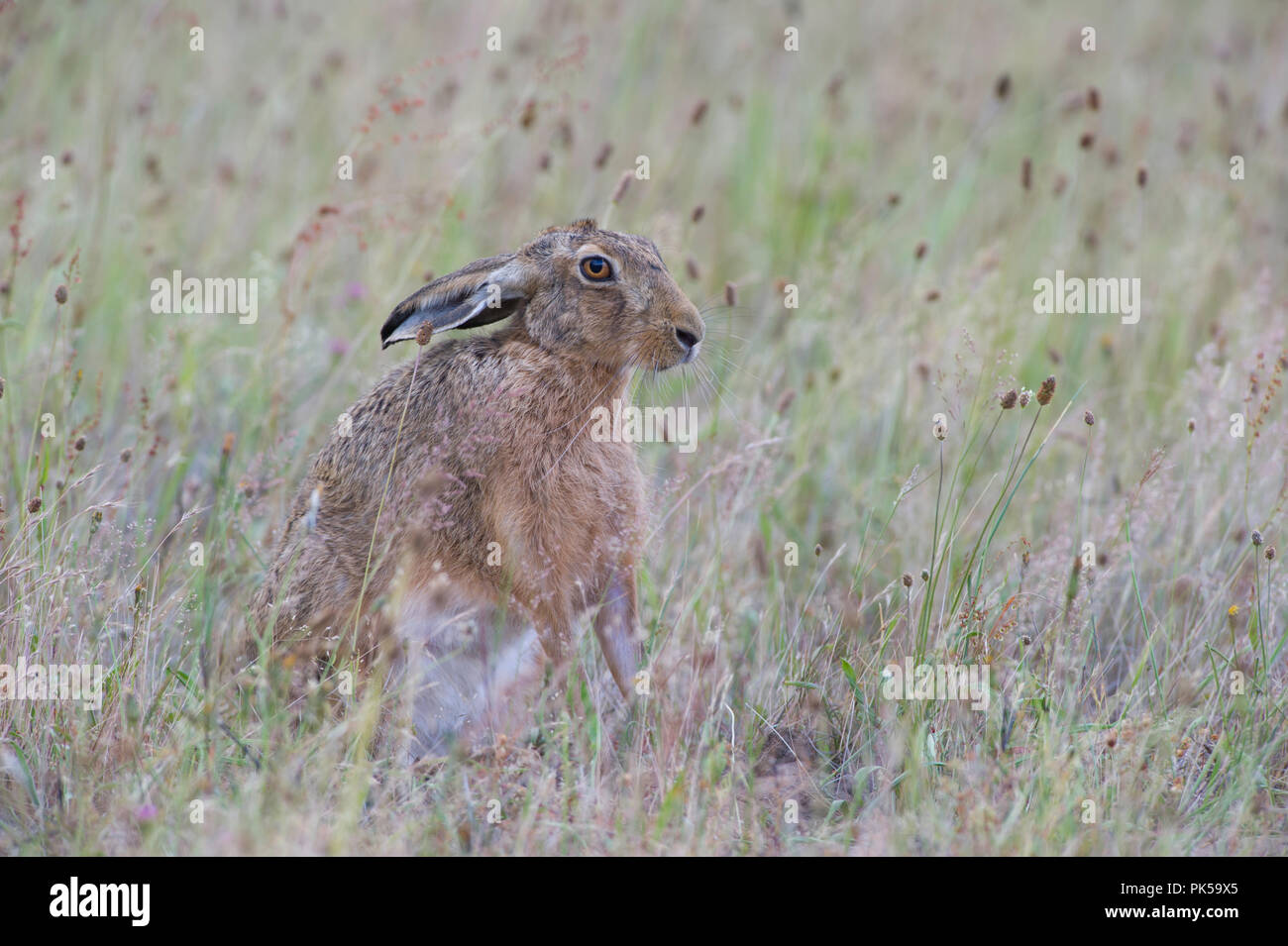 British hare hi-res stock photography and images - Alamy