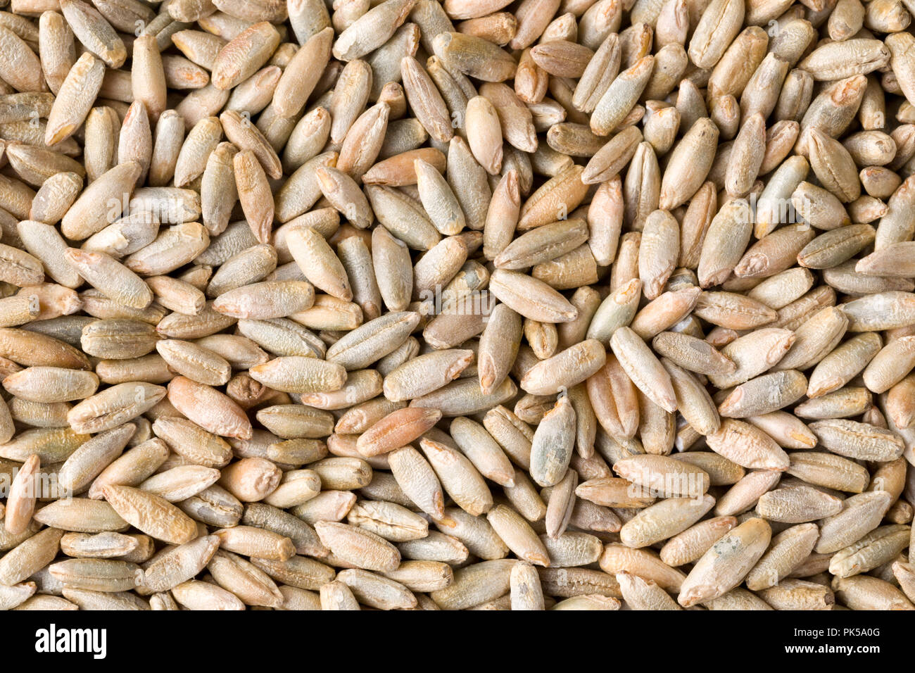 Rye grain seeds close up pattern background. Top view. Studio Shot ...