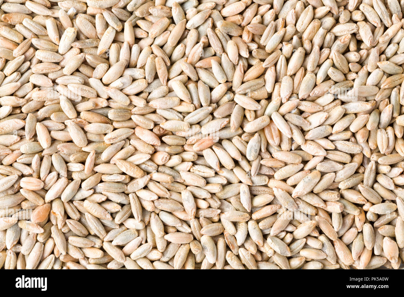 Rye grain seeds close up pattern background. Top view. Studio Shot ...
