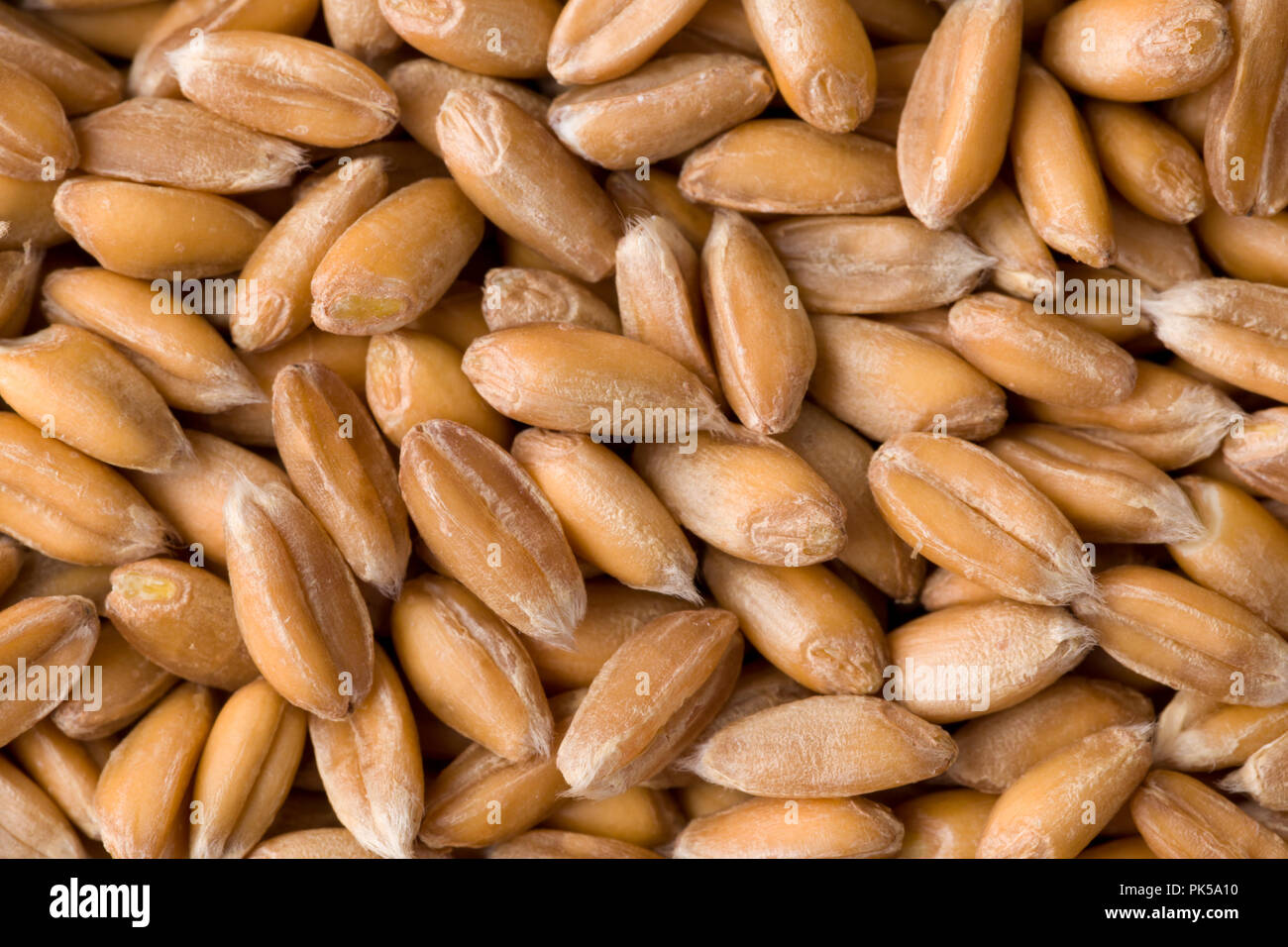 Spelt Grains close up texture background. Top view. Studio Shot Stock ...