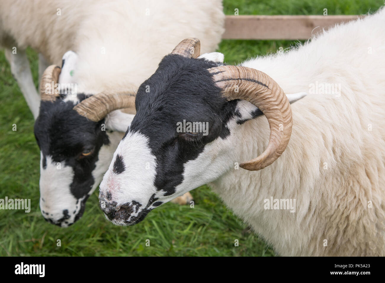 Rough fell sheep hi-res stock photography and images - Alamy