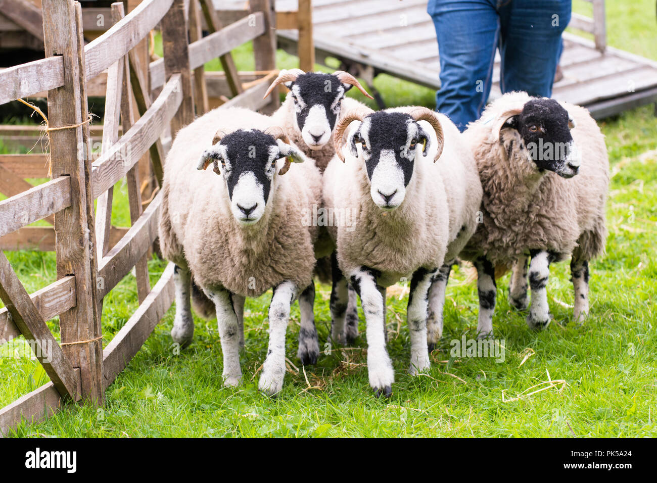 Swaledale Sheep Flock High Resolution Stock Photography and Images - Alamy