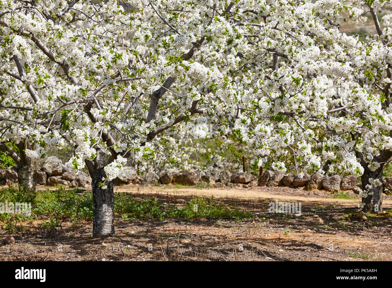 Cherry blossom in Jerte Valley, Caceres. Spring in Spain. Seasonal ...