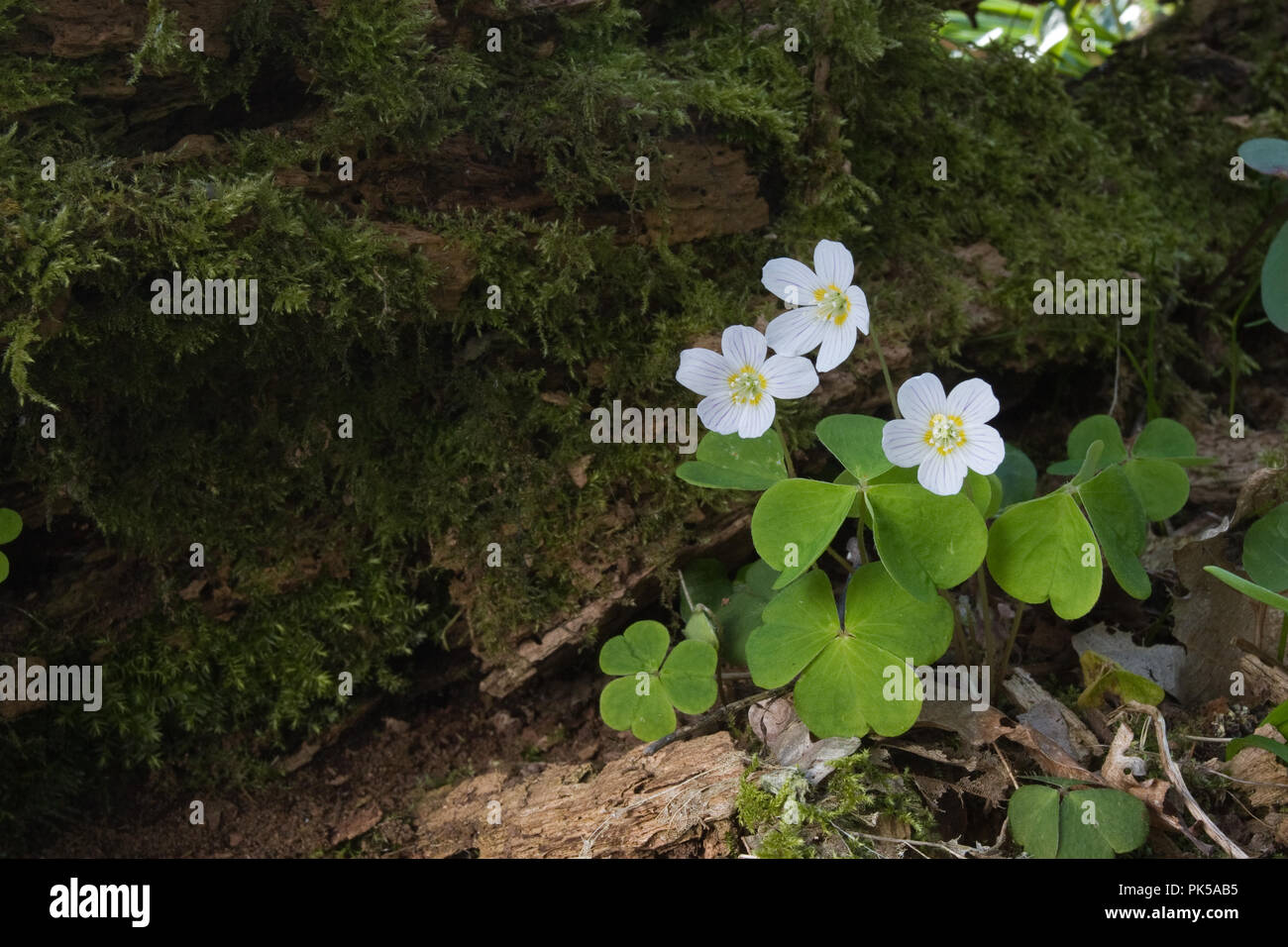 Common Wood Sorrell, Oxalis montana. UK Stock Photo - Alamy