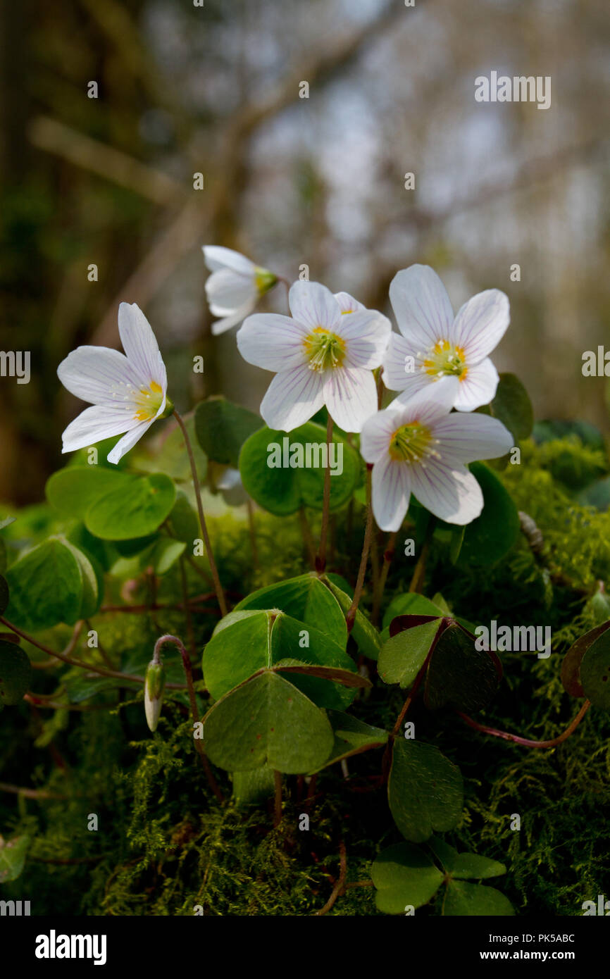 Common wood sorrell hi-res stock photography and images - Alamy