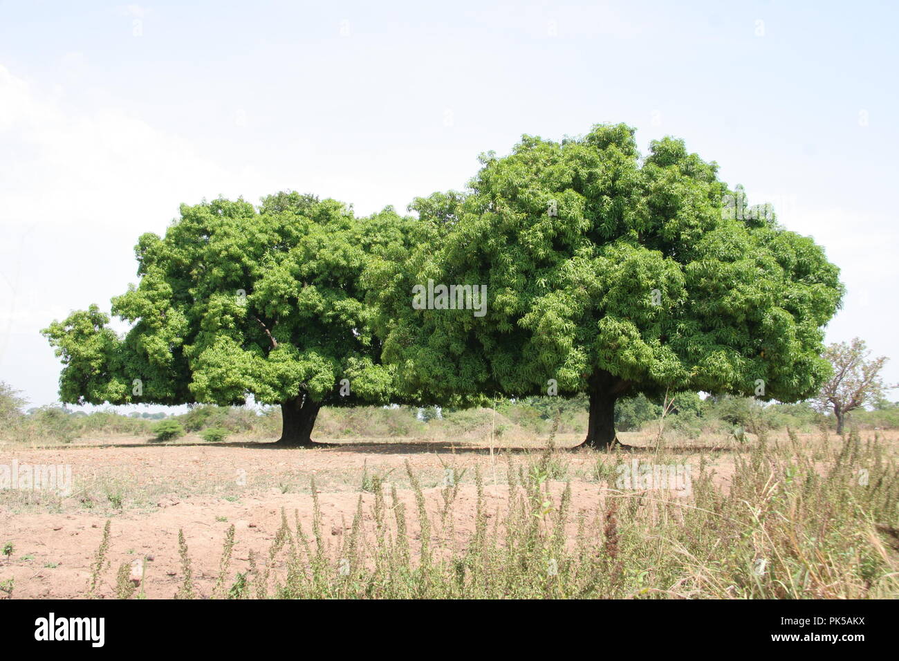 The mango trees hi-res stock photography and images - Alamy
