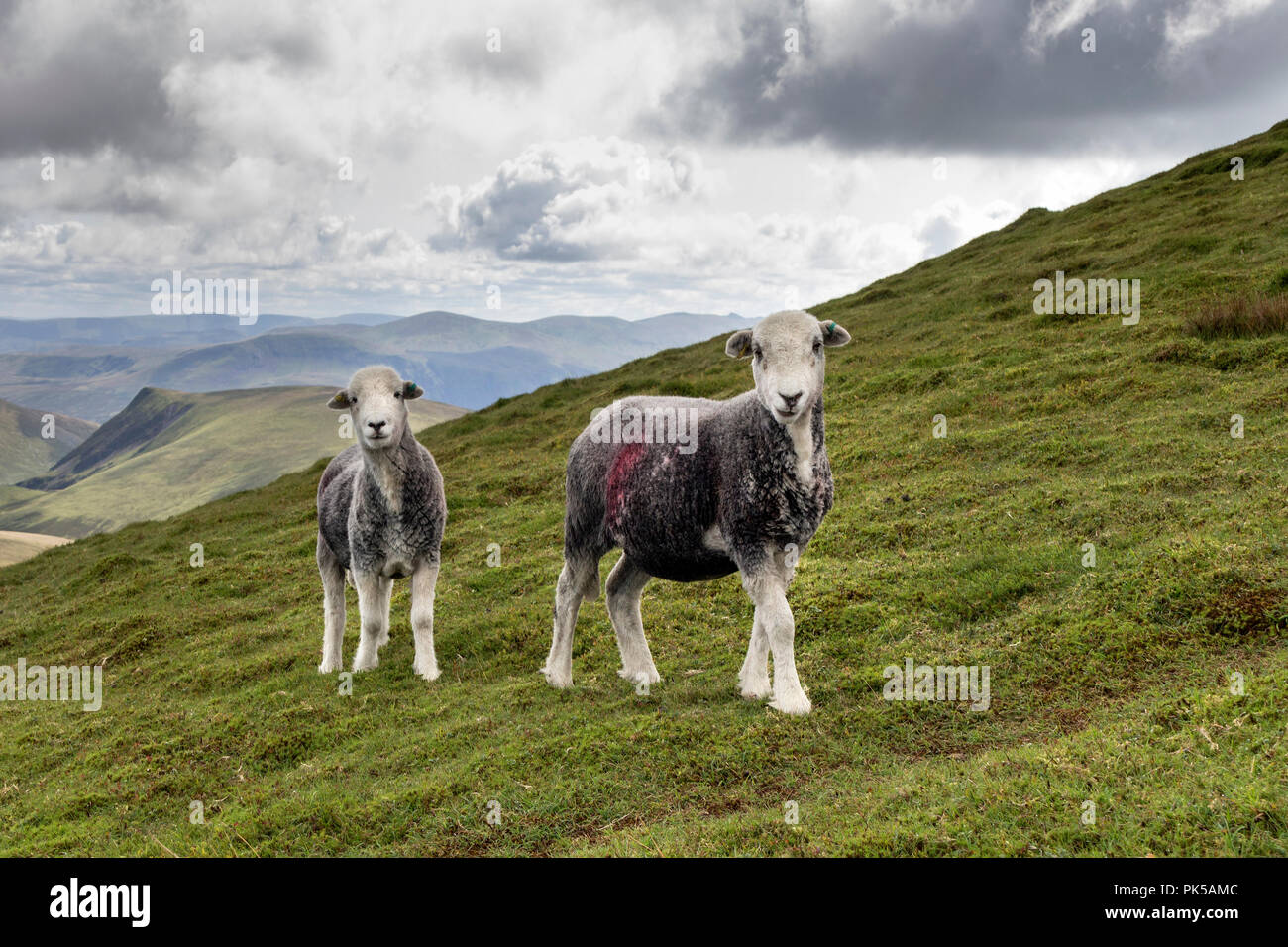 Herdwick sheep hi-res stock photography and images - Alamy