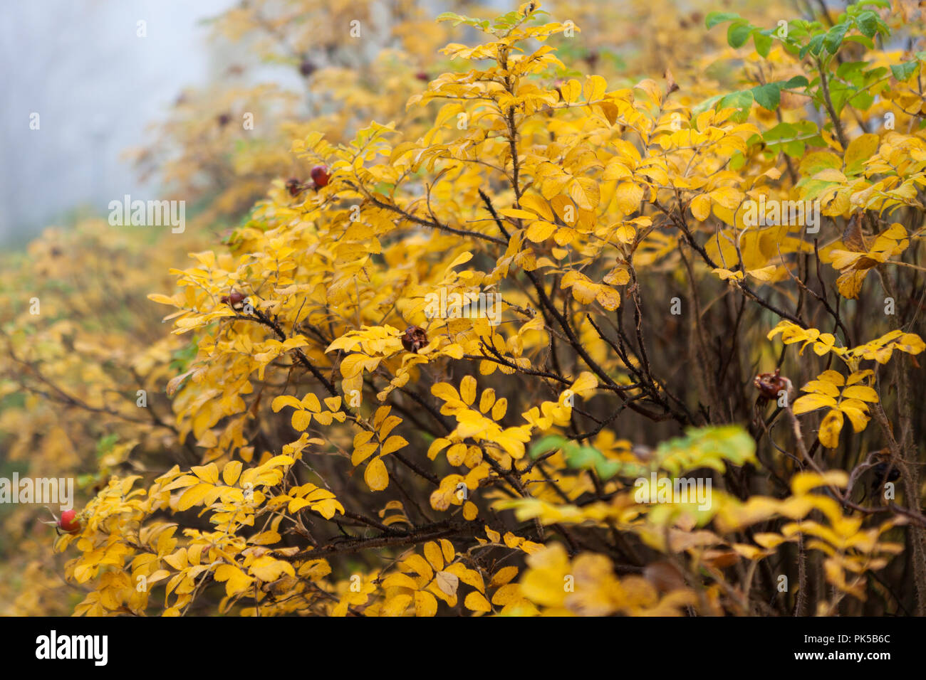 Bush yellow leaves hi-res stock photography and images - Alamy
