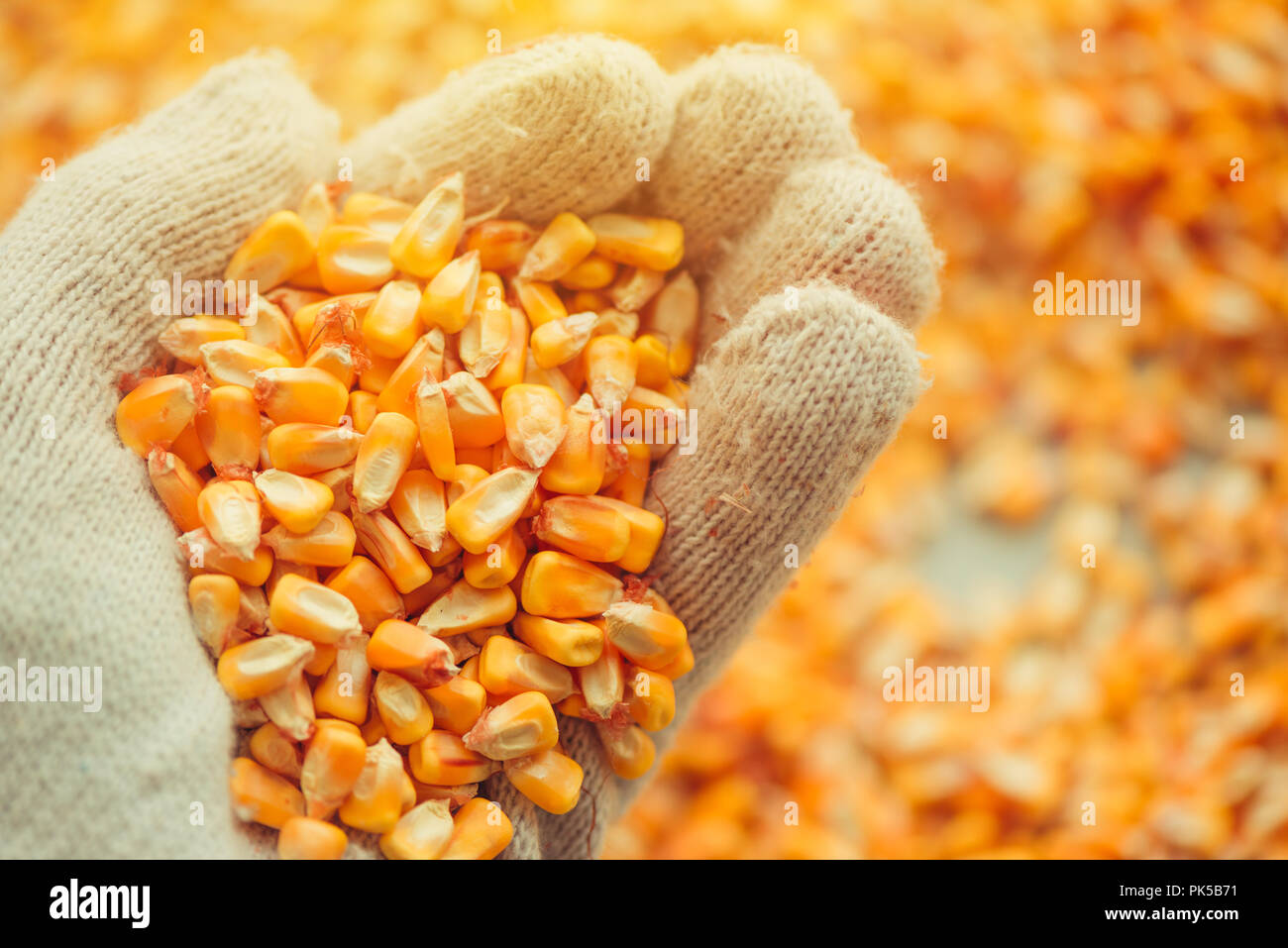Farmer handful harvested corn kernels hi-res stock photography and ...