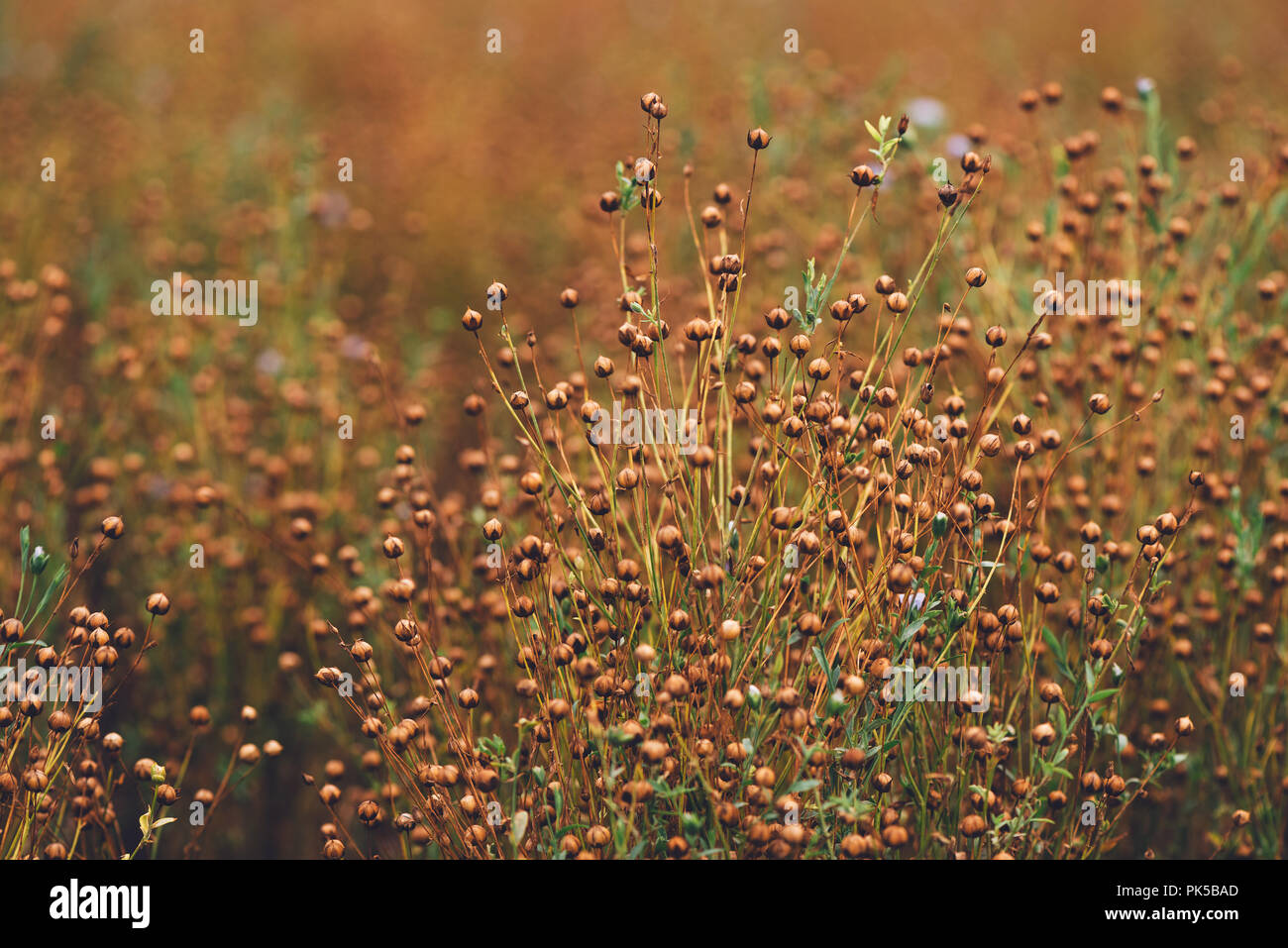 Common flax or linseed (Linum usitatissimum) capsules ripening in ...