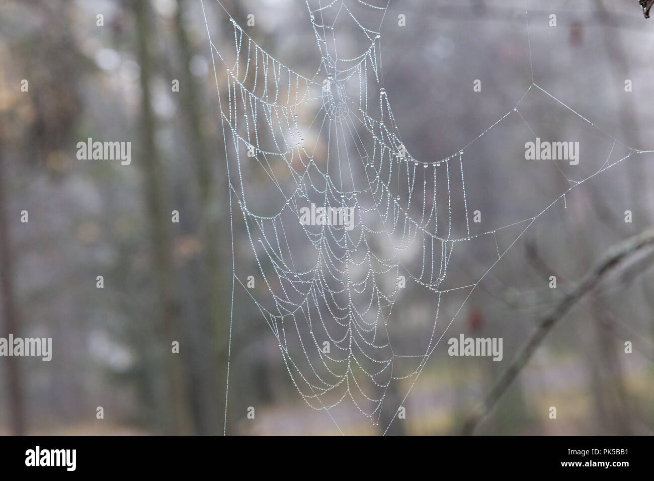 Cobweb in tree branch hi-res stock photography and images - Alamy