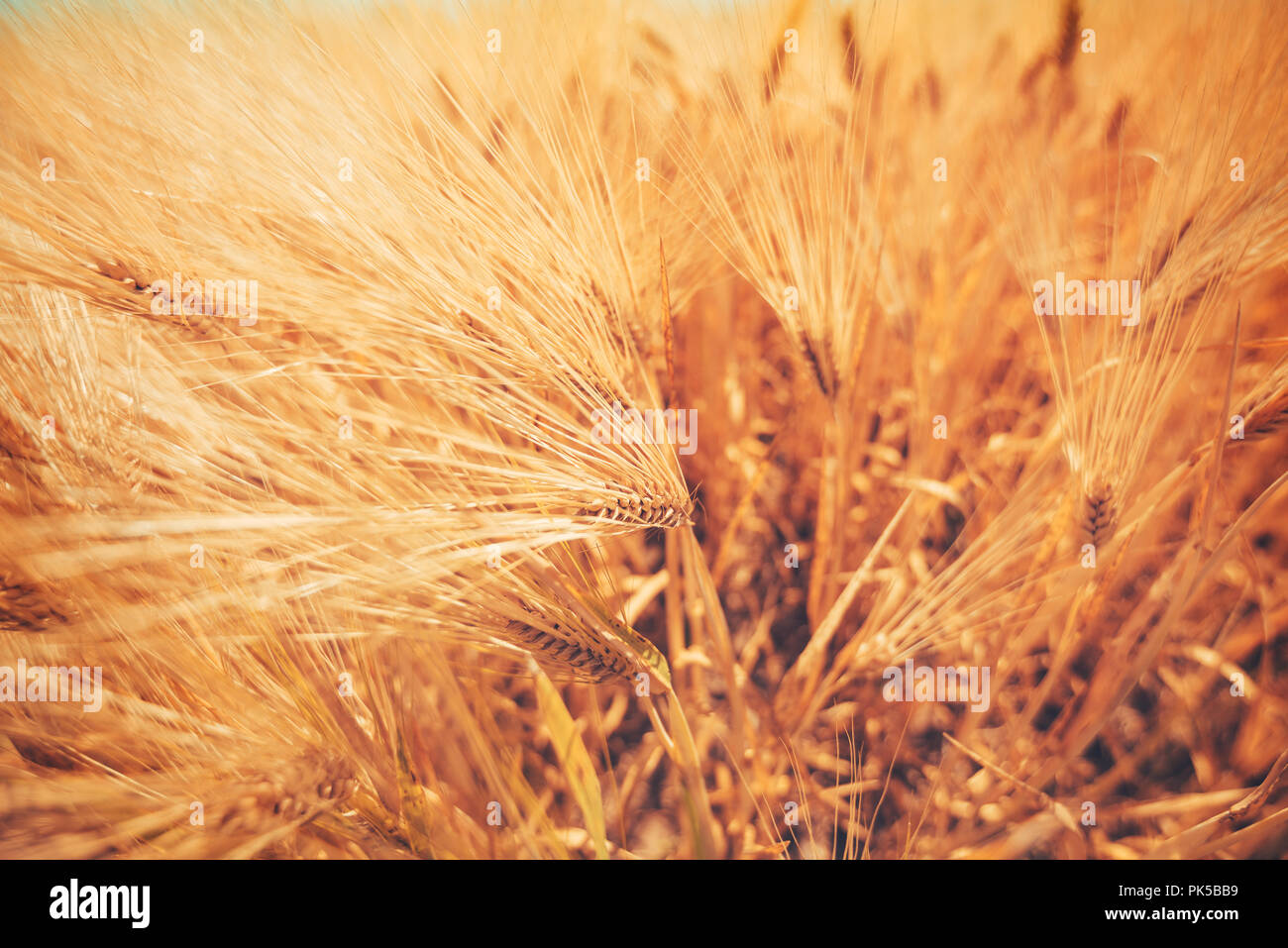 Golden barley crops field with ripe plants, selective focus Stock Photo ...