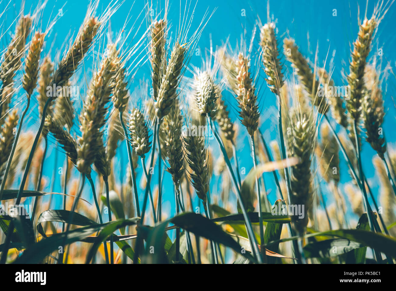Close up of growing wheat hi-res stock photography and images - Alamy