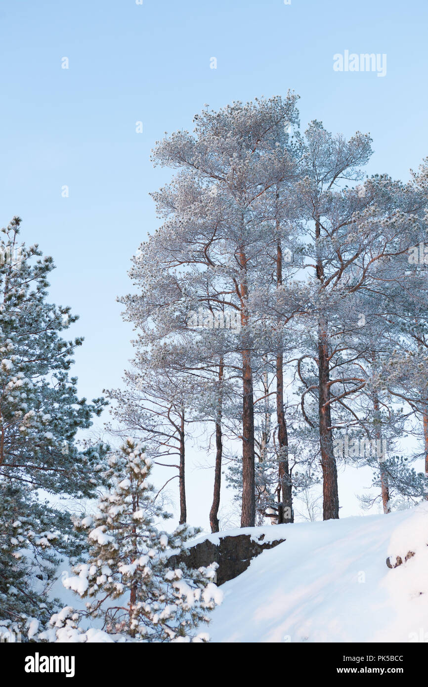 Snowy trees landscape at winter evening Stock Photo - Alamy
