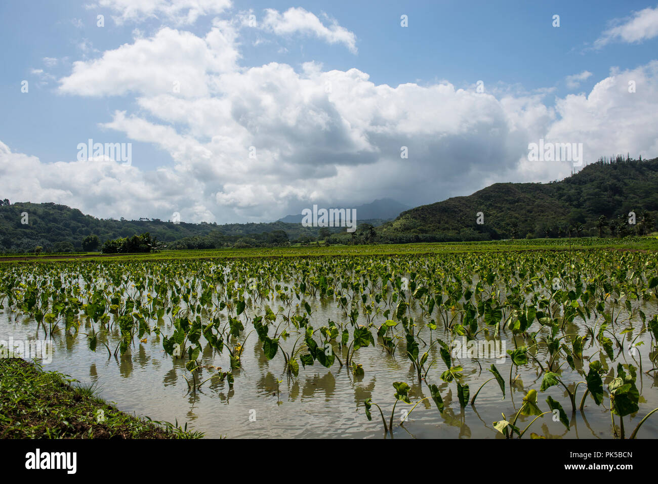 Traditional Hawaiian Plant High Resolution Stock Photography and Images ...