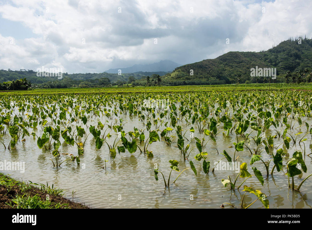 Taro crops hi-res stock photography and images - Alamy