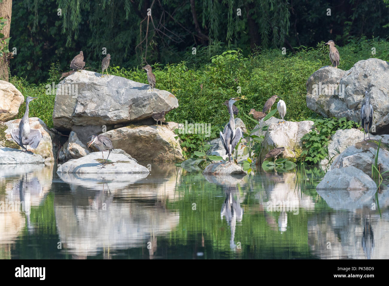 Various water birds by a lake in Huanhuaxi park, Chengdu, China Stock ...