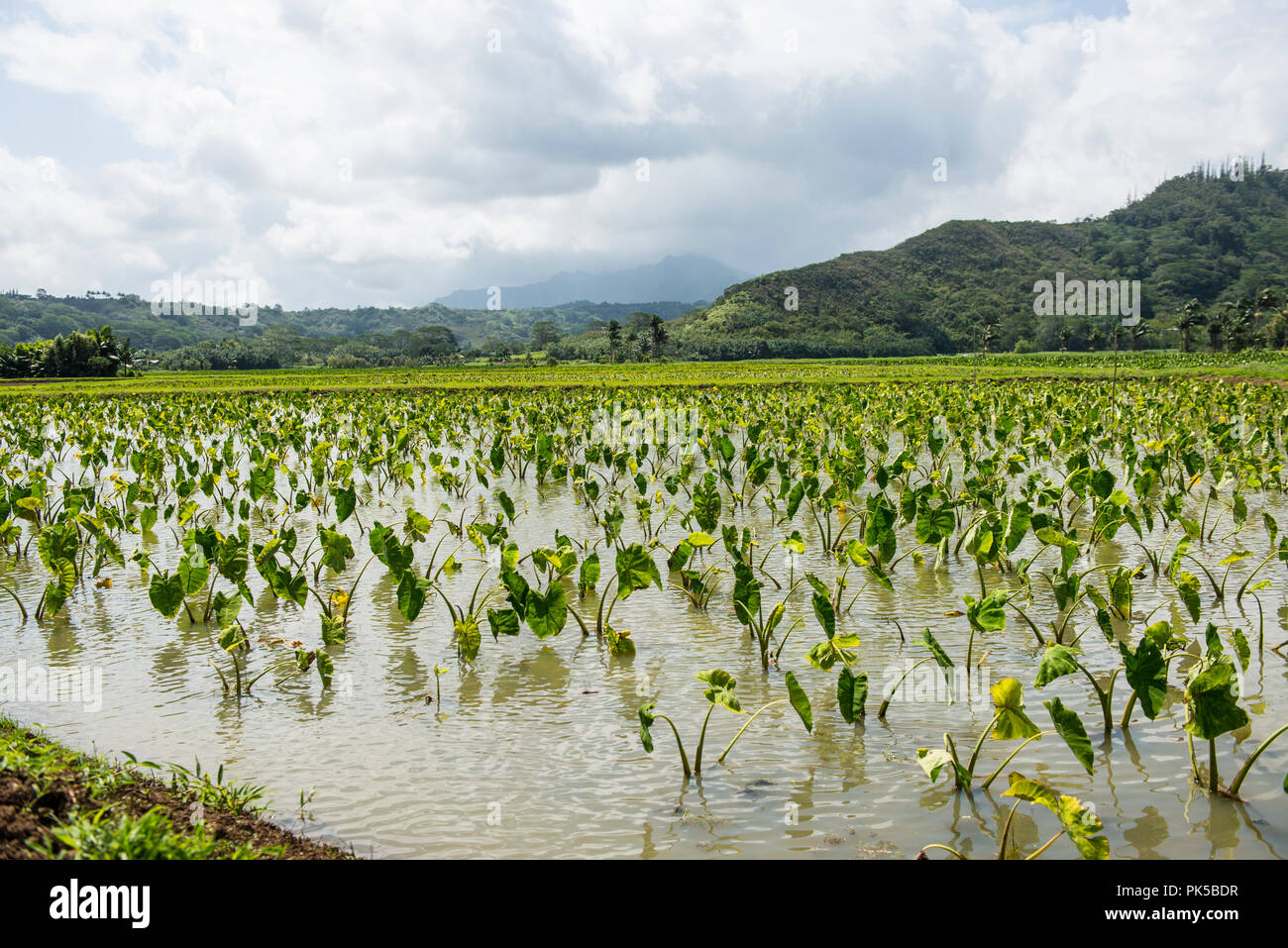 Taro crops on Kuaui, Hawaiian islands Stock Photo - Alamy