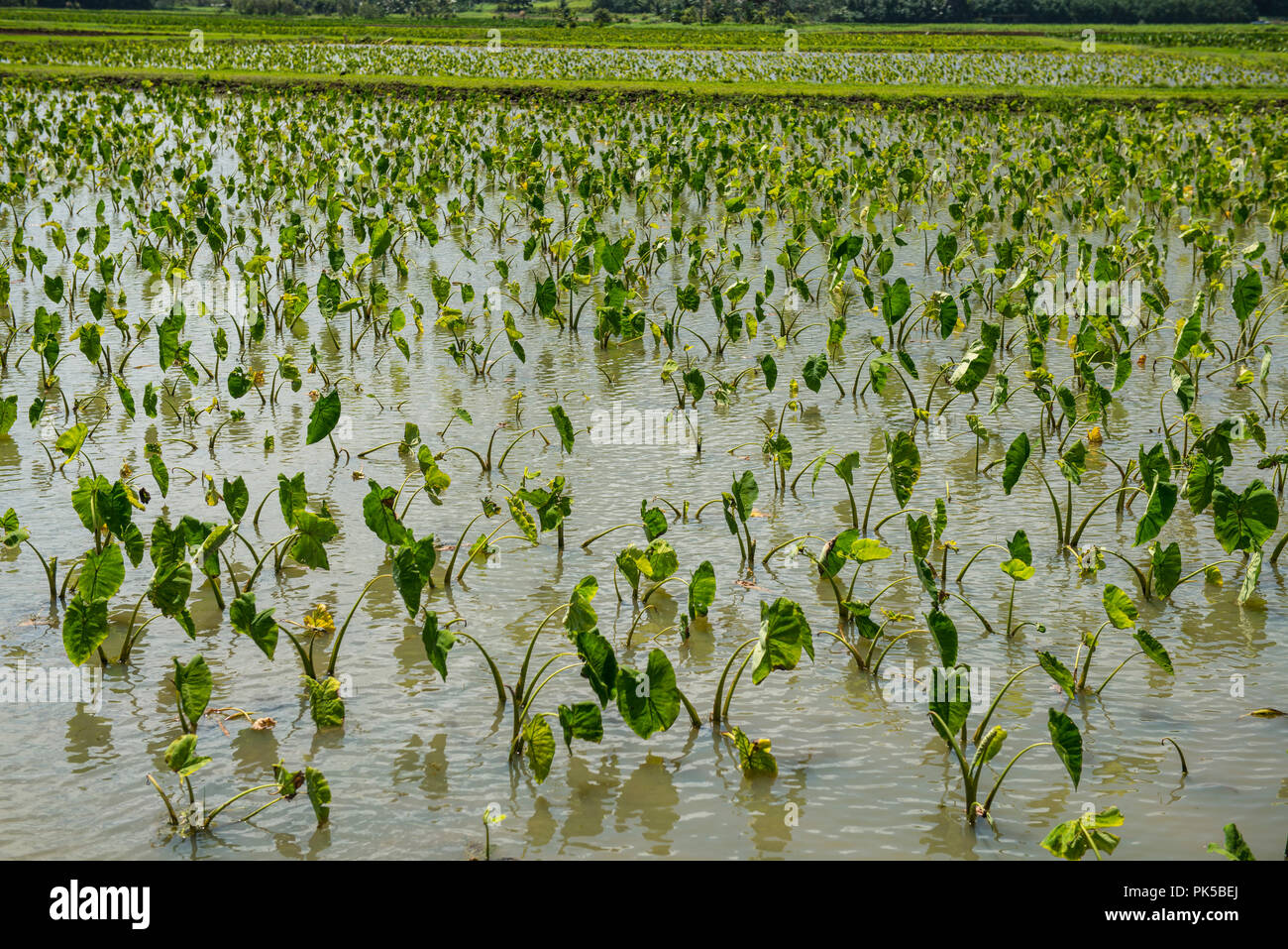 Taro crops on Kuaui, Hawaiian islands Stock Photo - Alamy