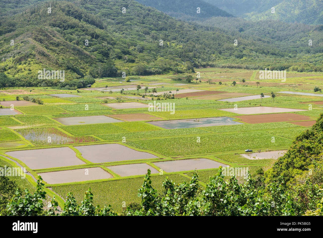 The taro hi-res stock photography and images - Alamy