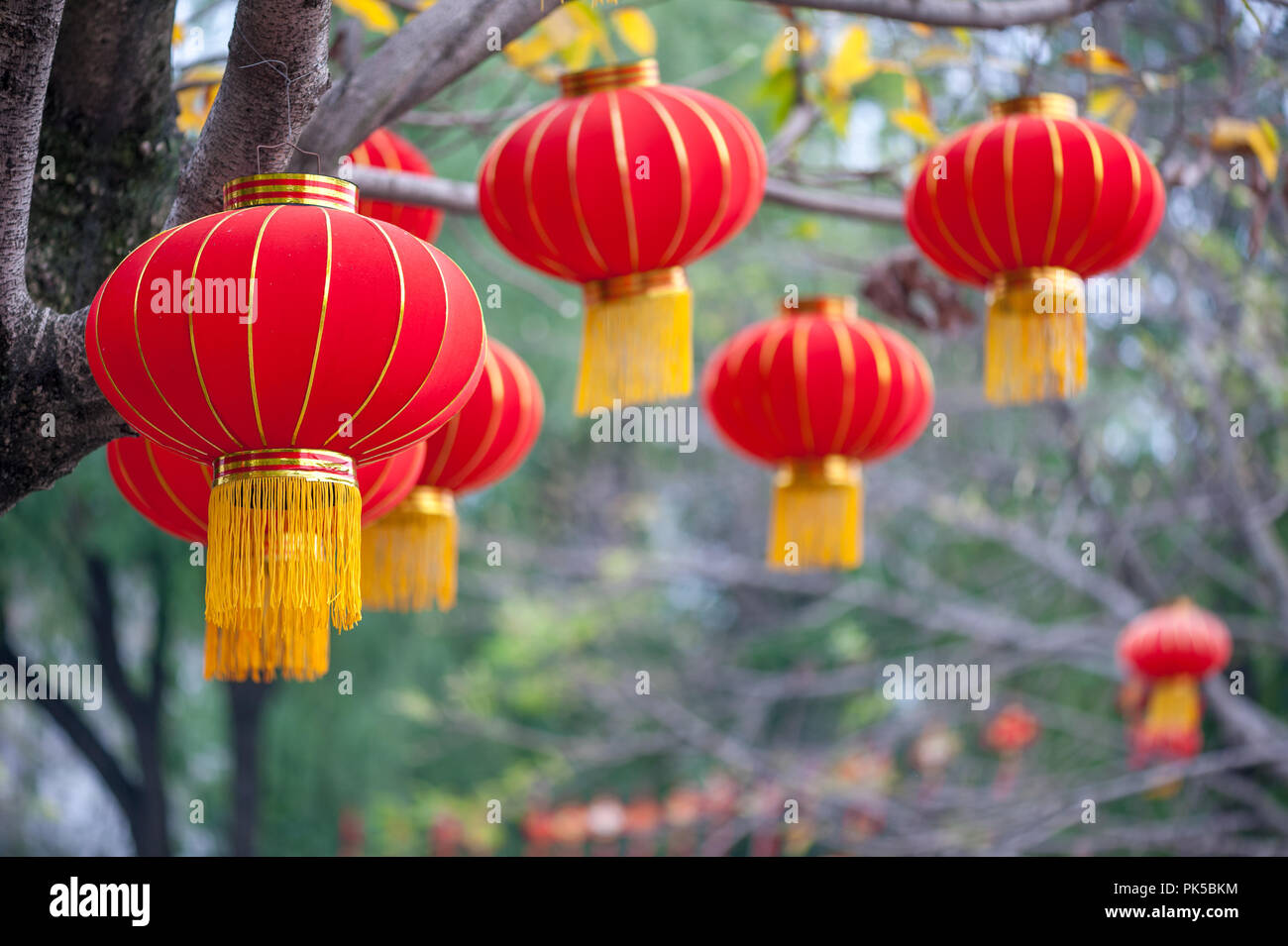 Red chinese lanterns hanging on trees in culture park, Chengdu China ...