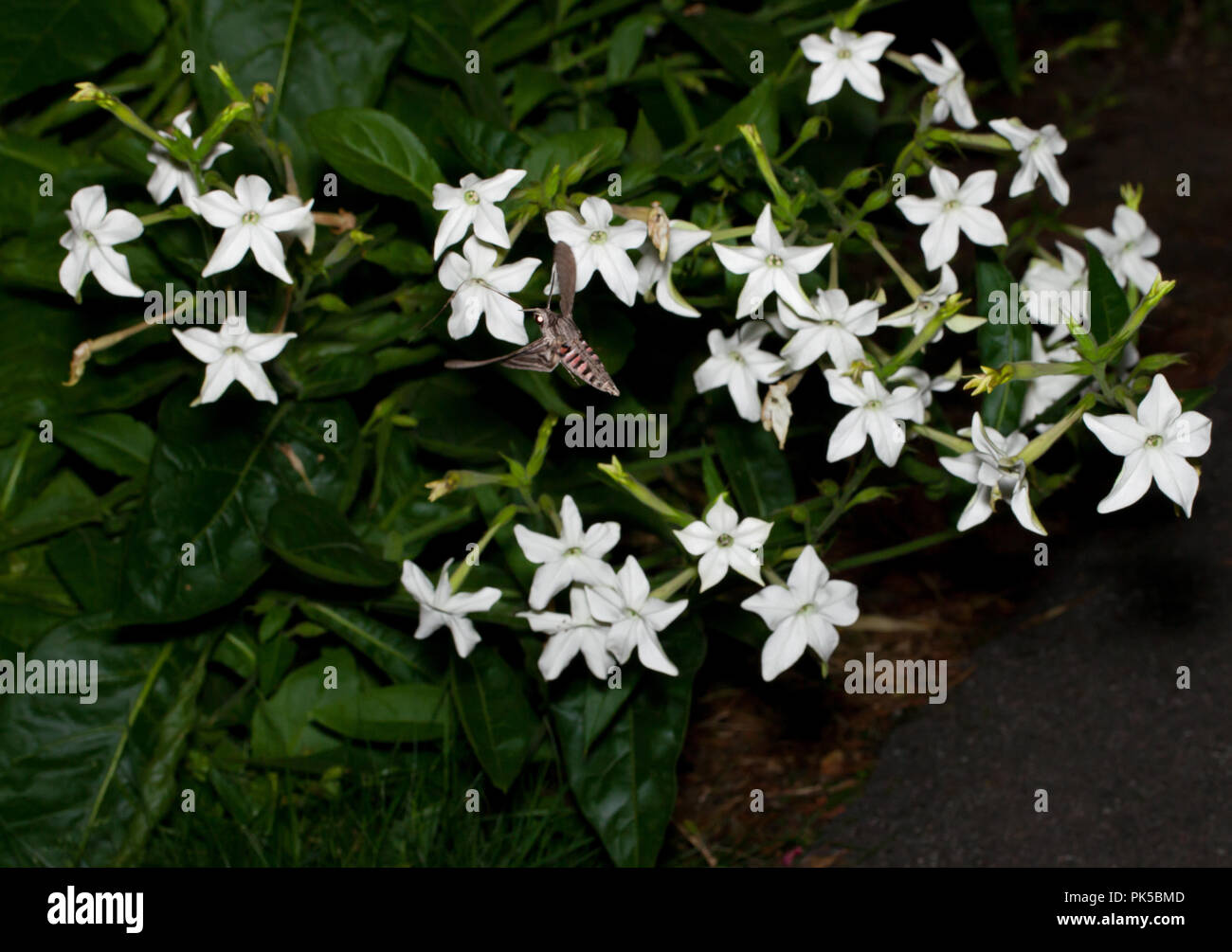 Jasmine moth hi-res stock photography and images - Alamy